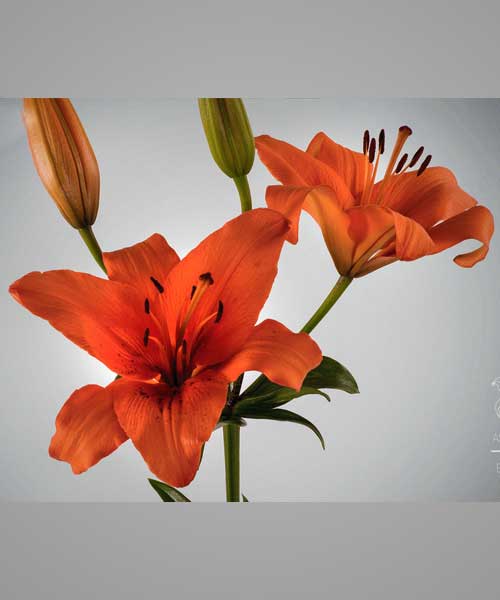 BRUNELLO – EC Flower Shop