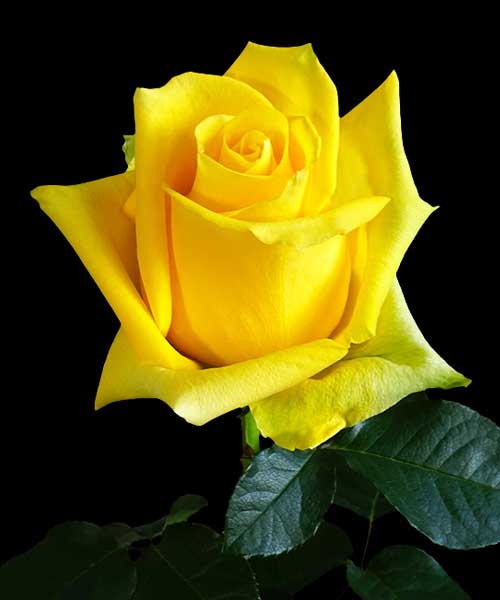 GOSPEL – EC Flower Shop