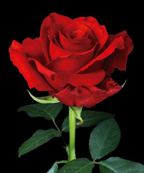 ROYAL EXPLORER – EC Flower Shop